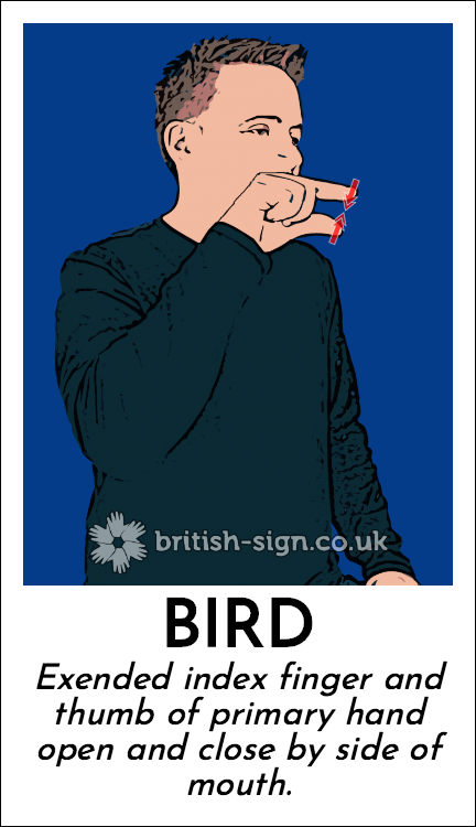Bird in British Sign Language (BSL)
